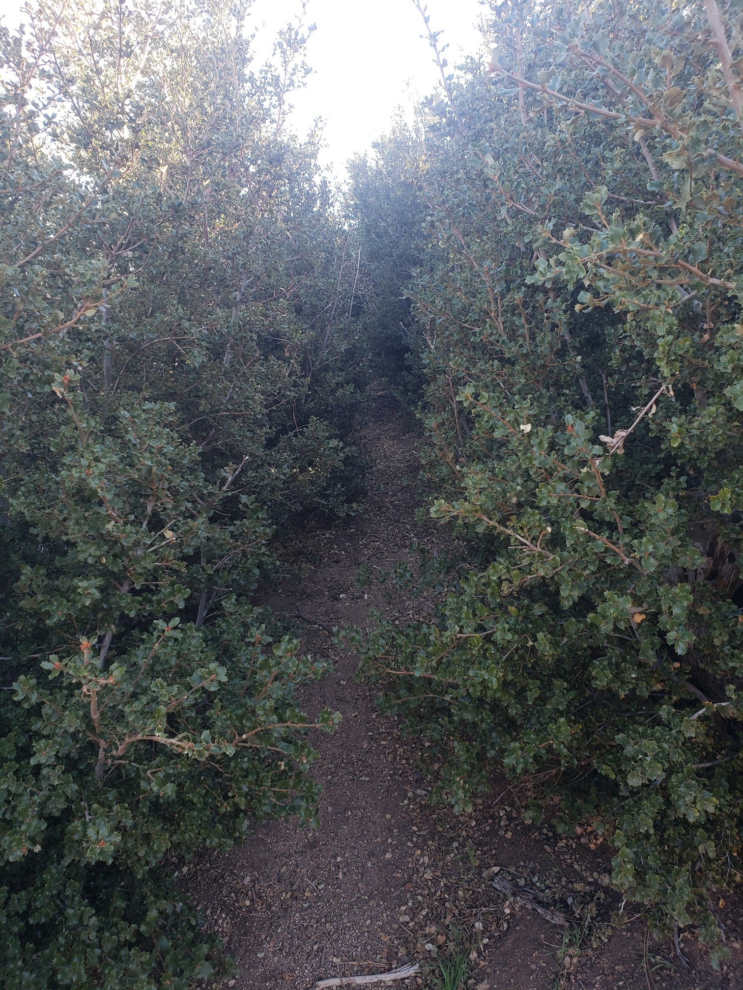 Views of the trail, Southern California – Carter Hikes
